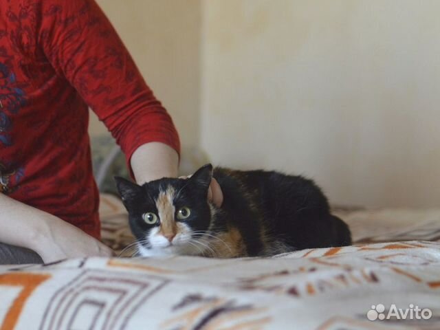 Кошка Ева ищет дом