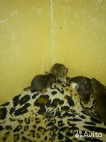 Малыши дамбо