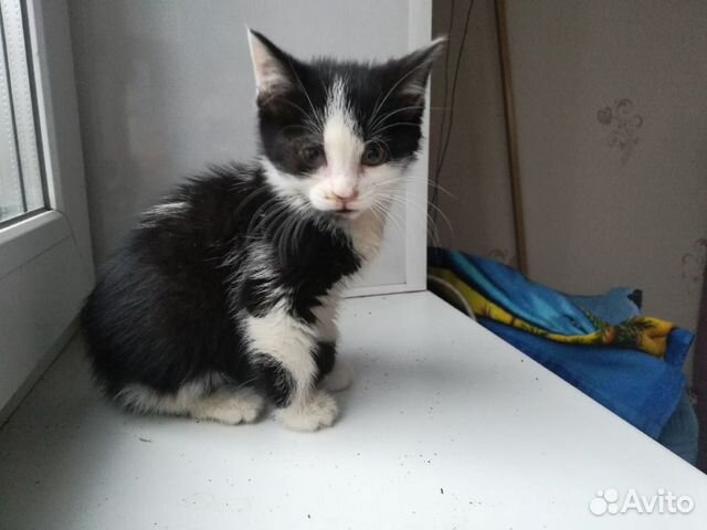 Котенок мальчик