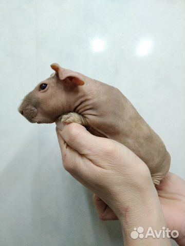 Морская свинка Скинни