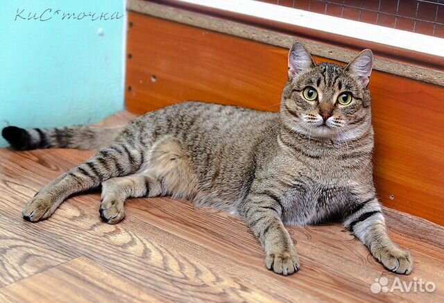 Отдам котика