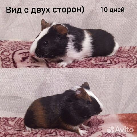Морская свинка