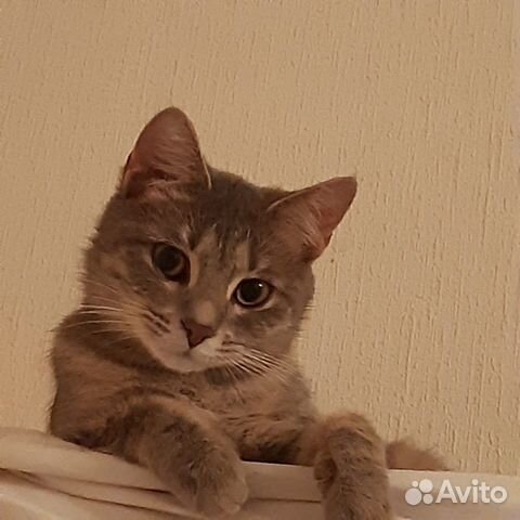 Плюшевый котенок - девочка в хорошие руки