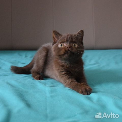 Шотландские котята из пттомника,носители гена цинн