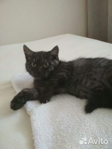 Котенок Брюс в добрые руки