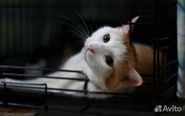 Котик - обормотик рыжий животик )