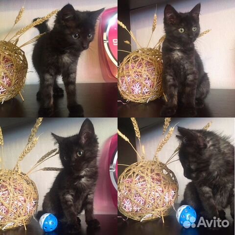 Котёнок в добрые руки
