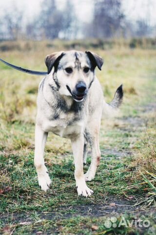 Крупный пёс Грей В дар