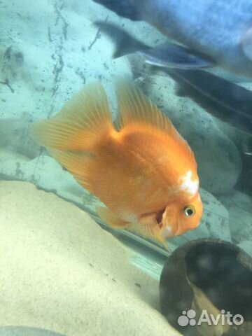 Продаю 2 рыбок попугай