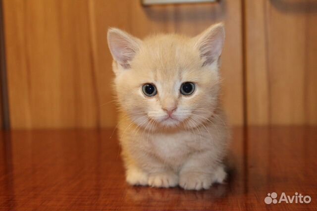 Котики Манчкины, Котятки-коротколапки