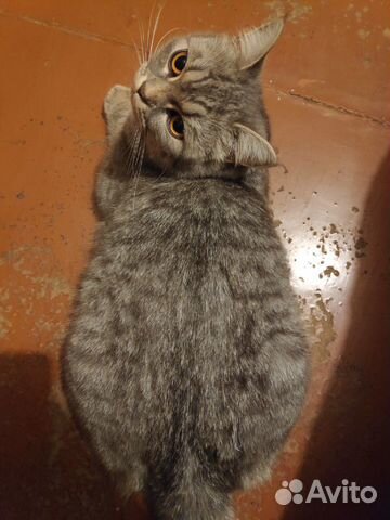 Красивая кошка ищет партнера для вязки