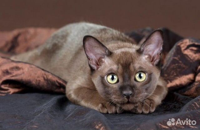 Бурманский котенок соболиный окрас Говард