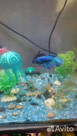 Рыбка петушок