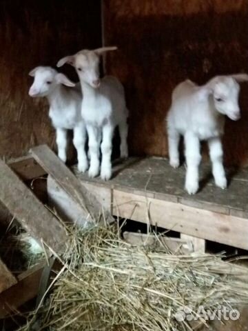 Козлята