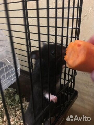 Хомяк Сирийский+клетка+корм на 6 мес.+наполнитель+