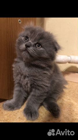 Шотландские котята