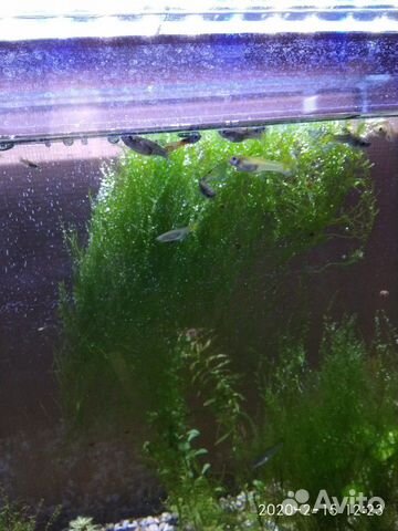 Продам водоросли