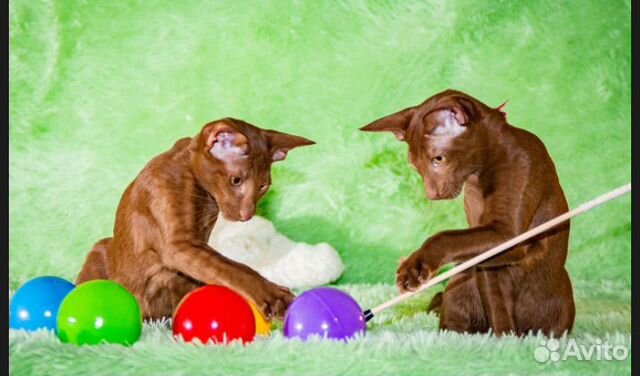 Циннамончики