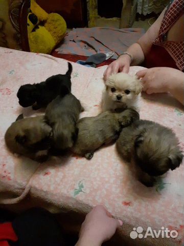 Собаки пикинес