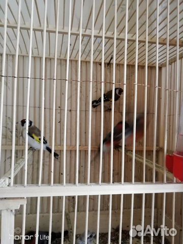 Лесные певчие птицы