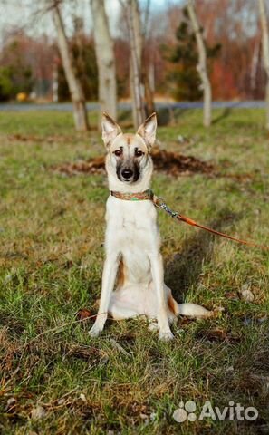 Длинноногая красотка Ася ищет дом