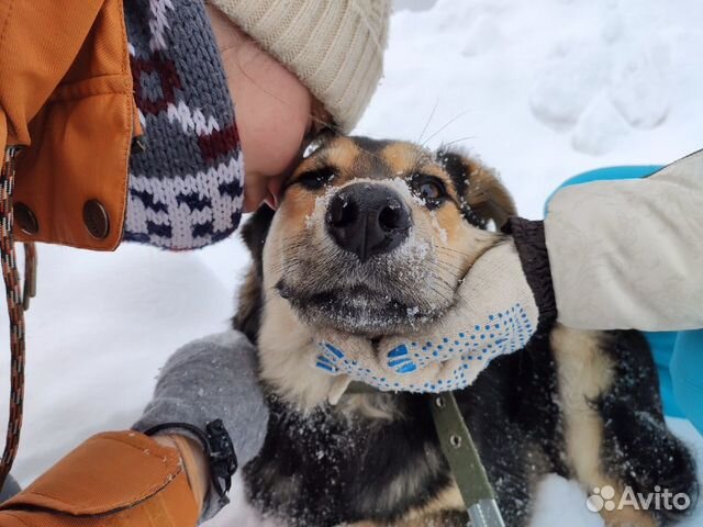 Щенок Тимошка