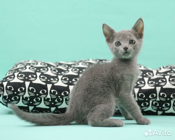 Котомальчики породы Русская Голубая из питомника