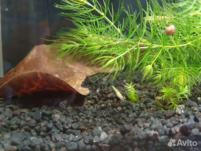 Лимонные Данио Гло, мальки, чёрные самцы гуппи