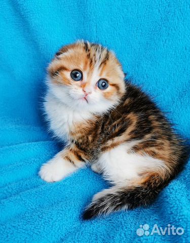Шотландский золотой красавчик
