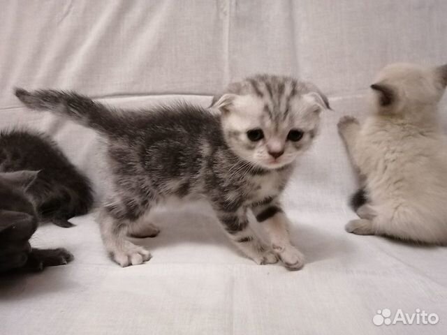 Шотландские котята