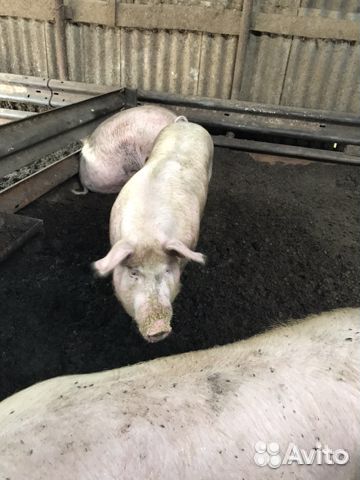 Свинина, Хряк(кастрированный)