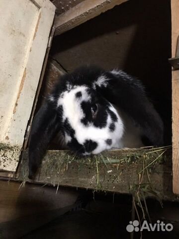 Животные, кролики