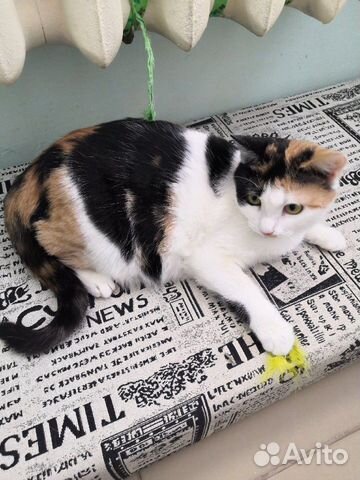 В добрые руки