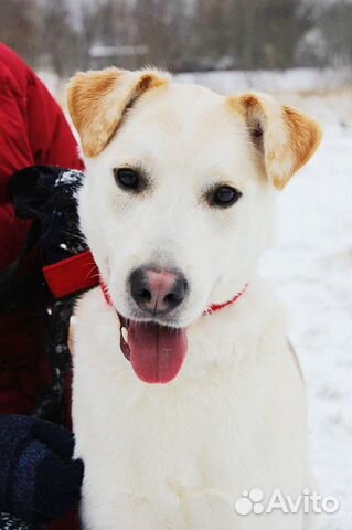 Добрый пёс - Малыш