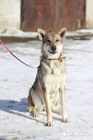 Невероятная собака в добрые руки