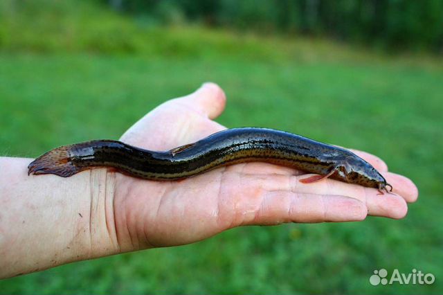 Вьюн-санитар в аквариум/пруд(Живая рыбка)