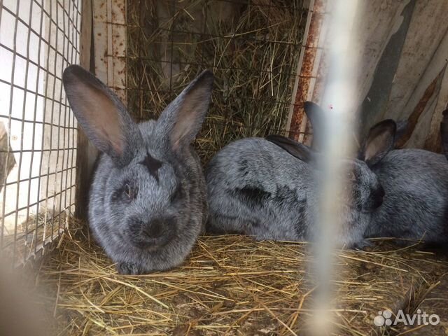 Кролики полтавское серебро, нзб