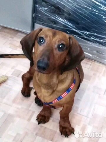 Такса норная