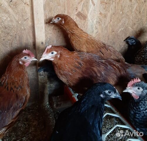 Несушки молодки