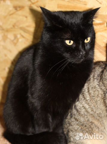 Жгучие брюнетки Багира и Блэки