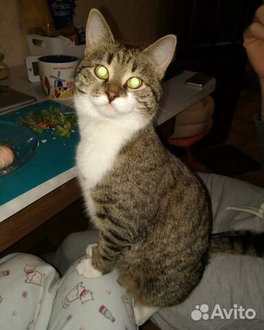 Кошка на вязку