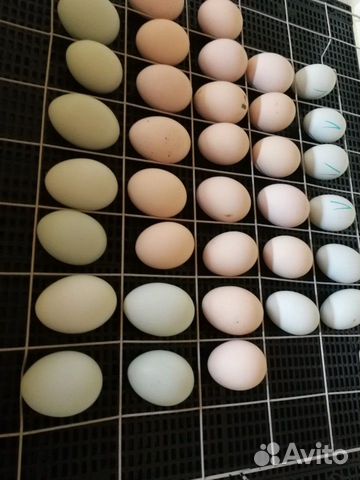 Инкубационное яйцо Ухейилюй и Льюянг