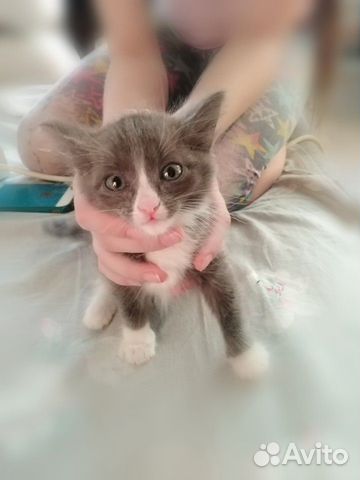 Котята мальчуганы