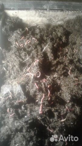 Черви старатель