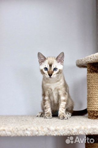 Снежные Бенгалы