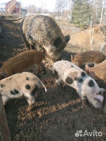 Поросята дикий кабан дюрок