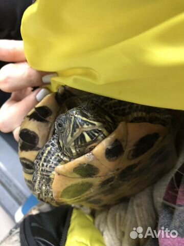 Красноухая морская черепаха