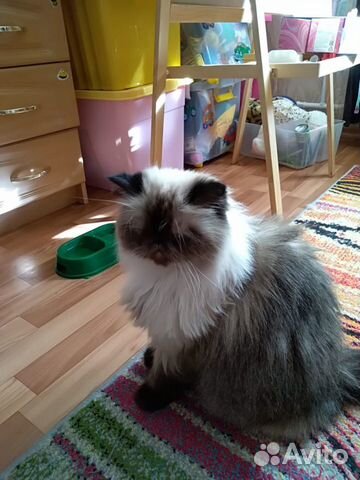 Персидская