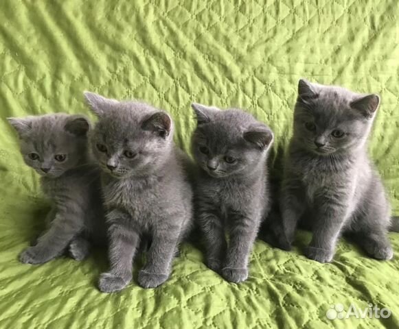 Голубые короткошерстные прямоухие британцы