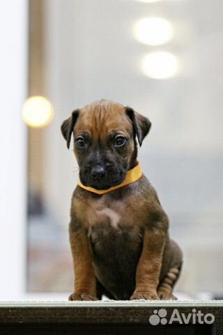 Девочка родезийского риджбека